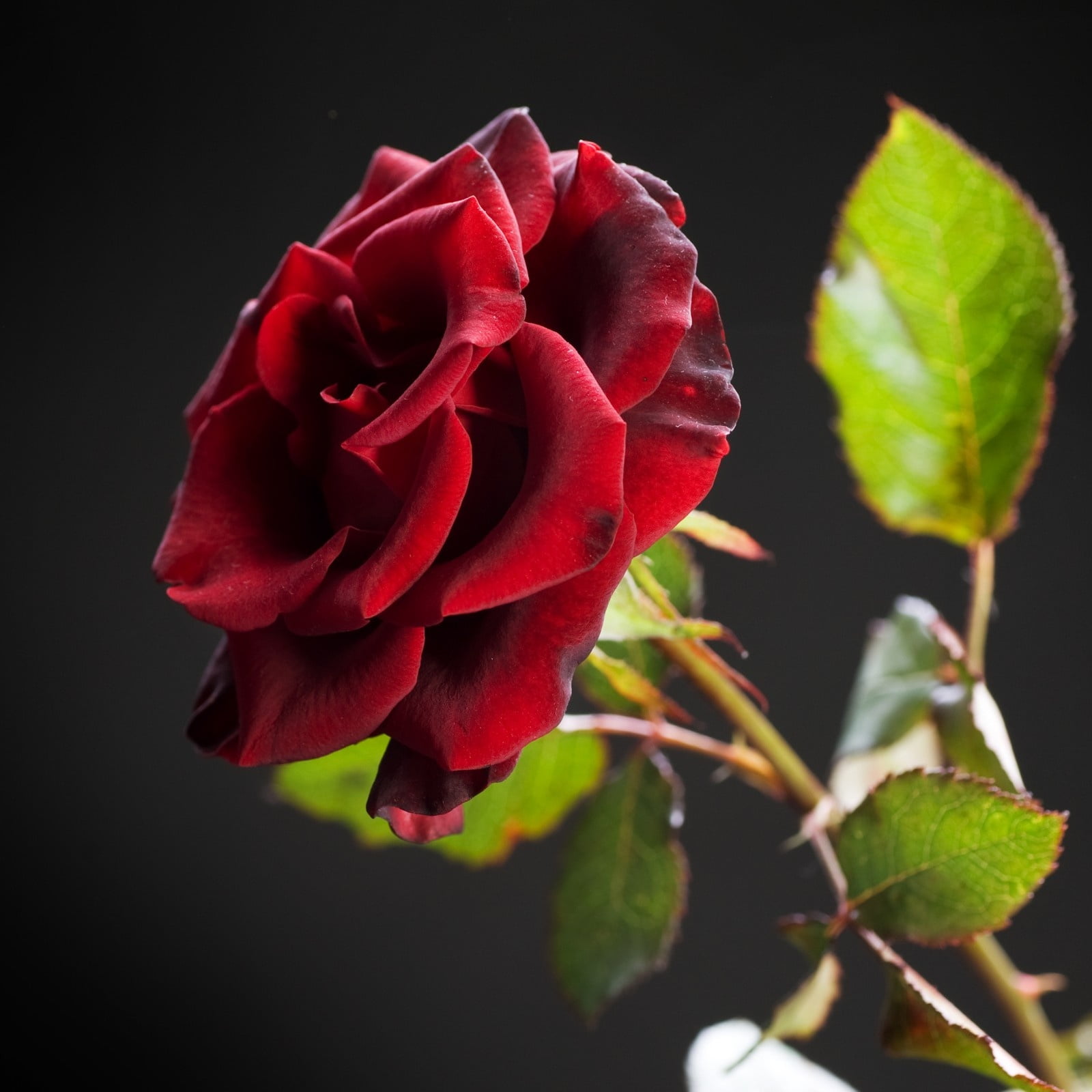 Rose Bulbs Special Roses Roses Attract Bees And Butterflies Roses Grow ...