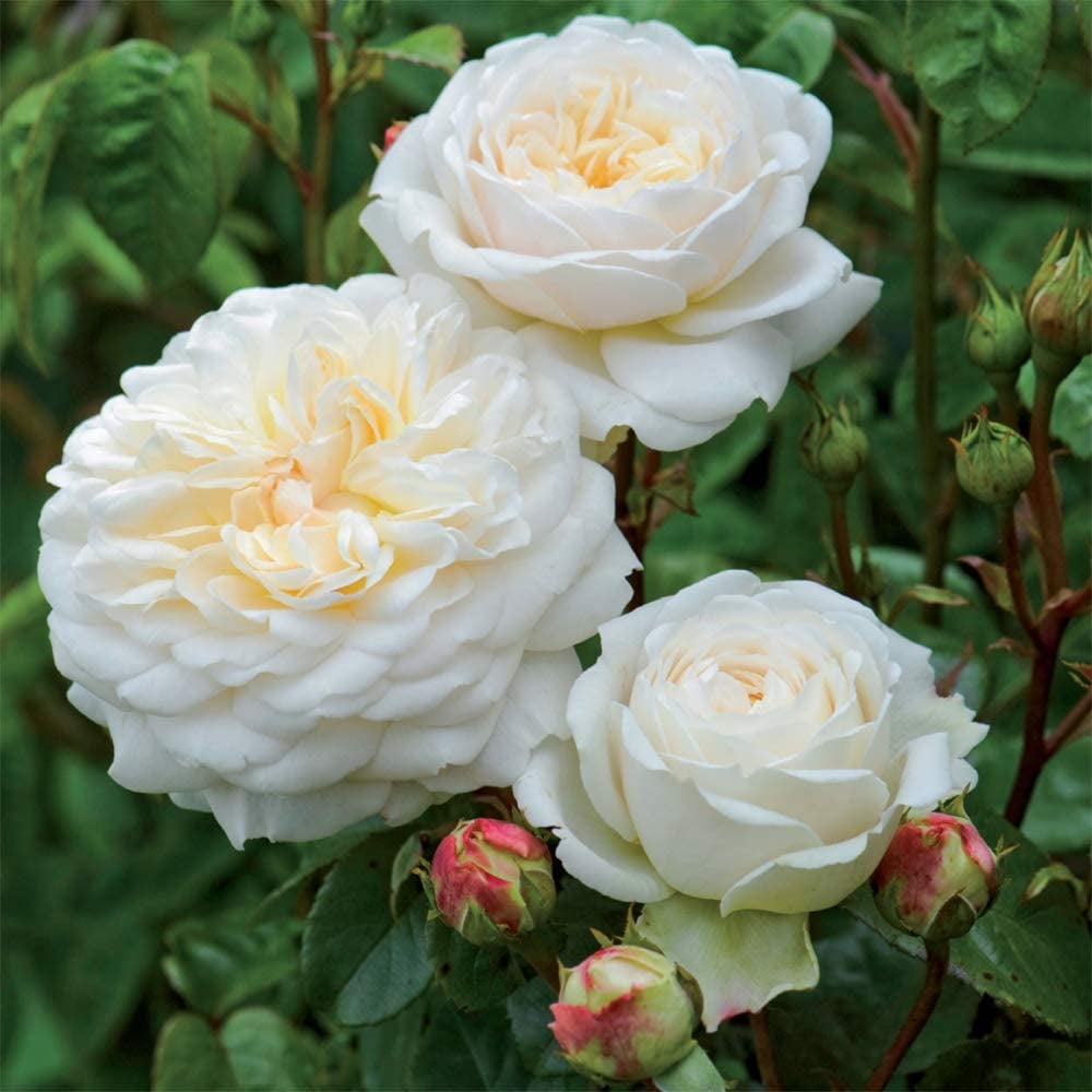 Thornless Rose Bush Plant