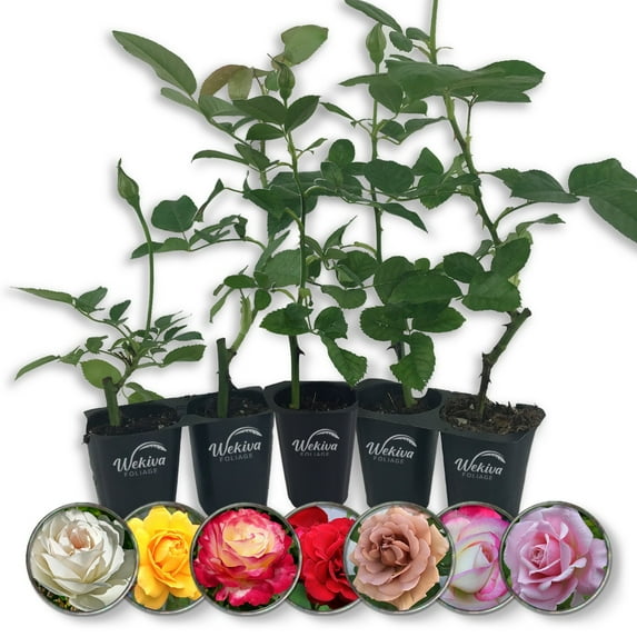Rose Bush Variety Pack - 5 Live Starter Plants in 2 Inch Pots - Grower ...