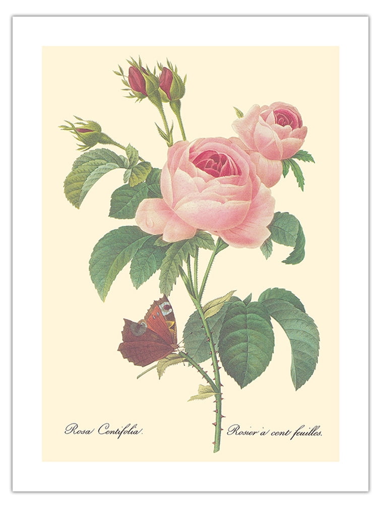 Rose Centifolia (One Hundred-Leaved Rose) - from “Choix des Plus belles Fleurs“ - Vintage ...