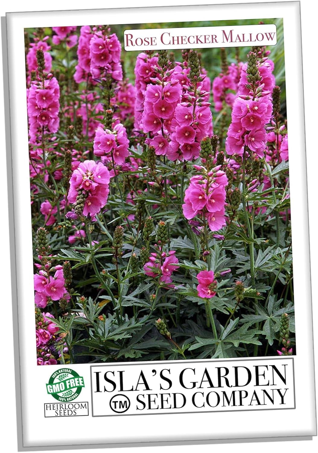 Rose Checker Mallow Perennial Flower Seeds, 25 Heirloom Seeds Per ...