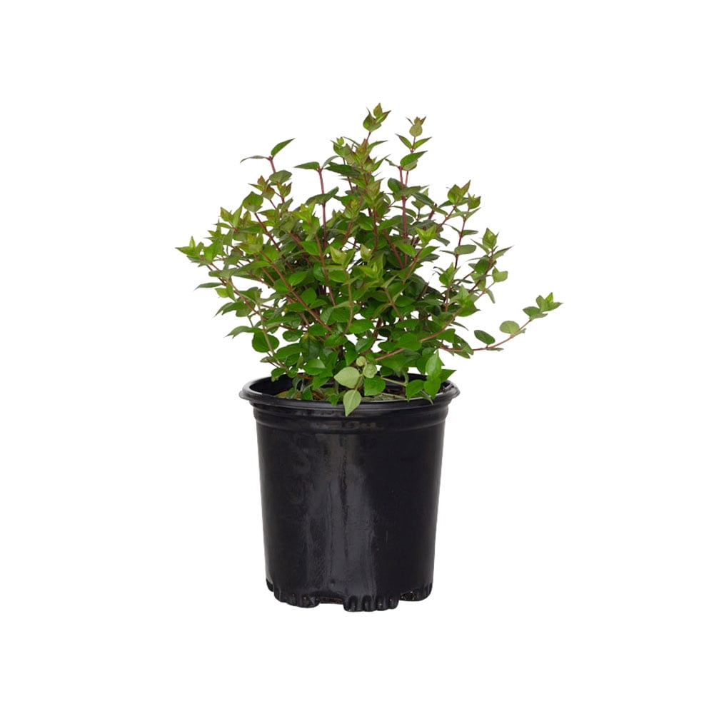 Rose Creek Abelia (2.5 Qt) Semi-Evergreen Flowering Shrub - Full Sun to ...