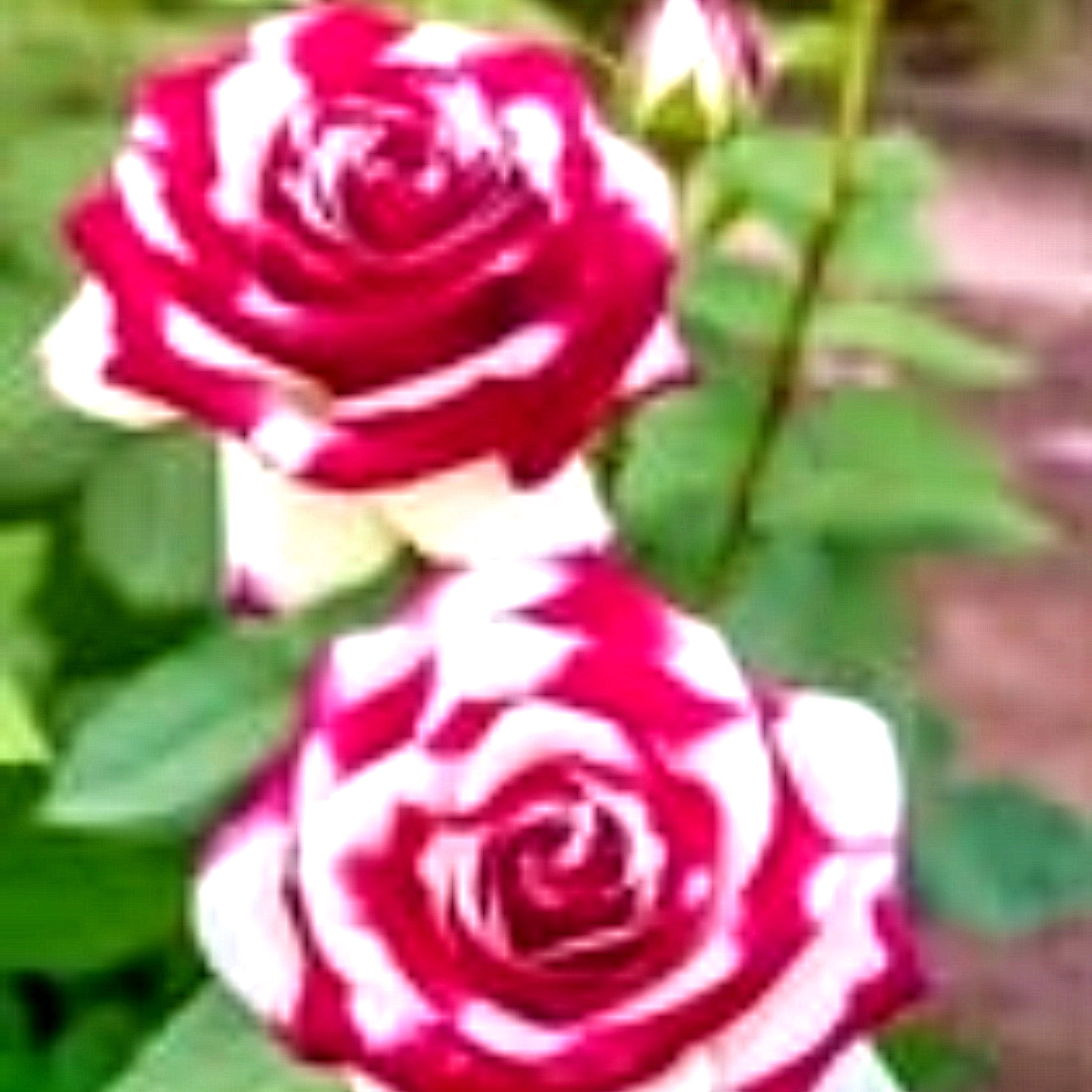 Rose·Flower combination, colorful, embellishing courtyards and ...