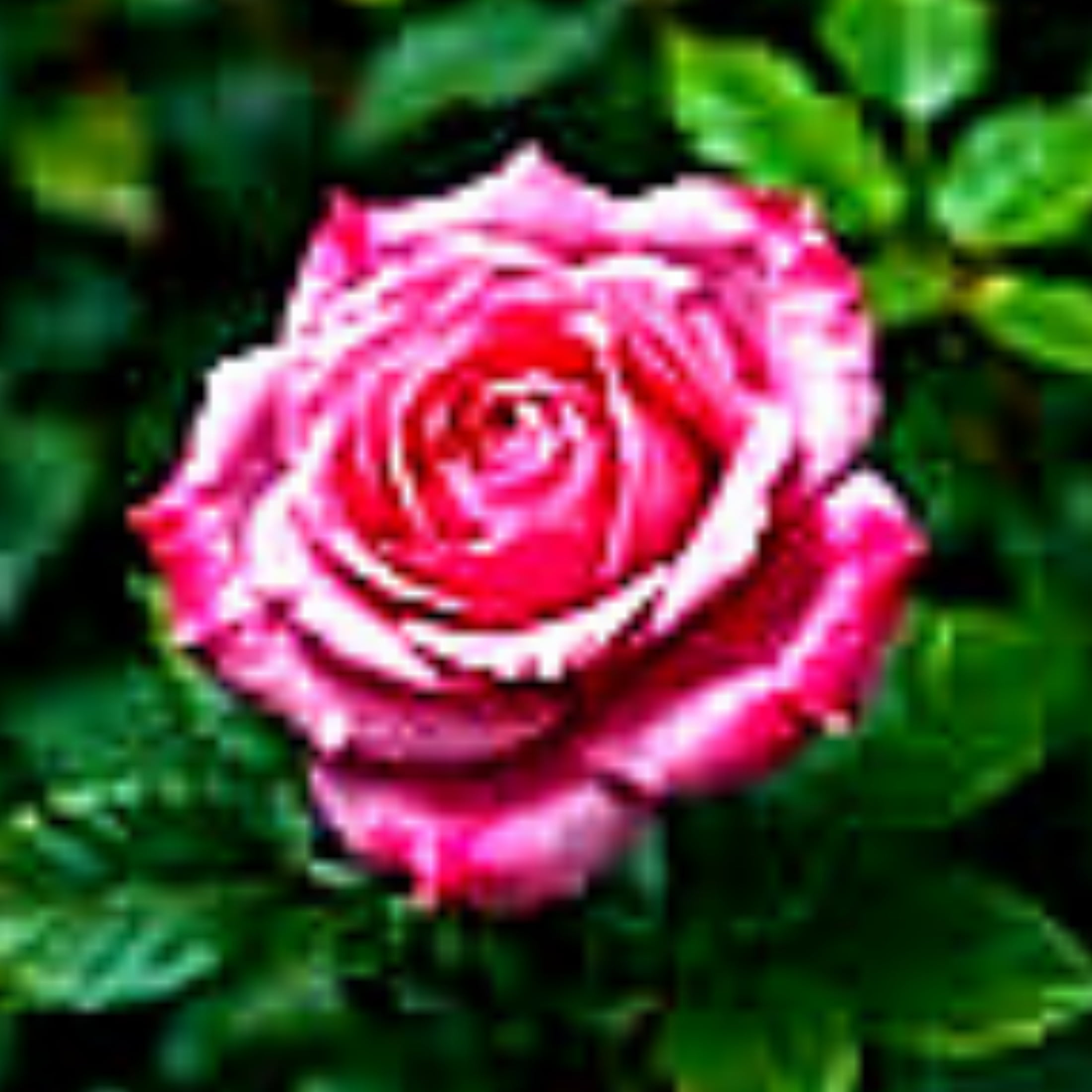 Rose·Flower combination, colorful, embellishing courtyards and ...