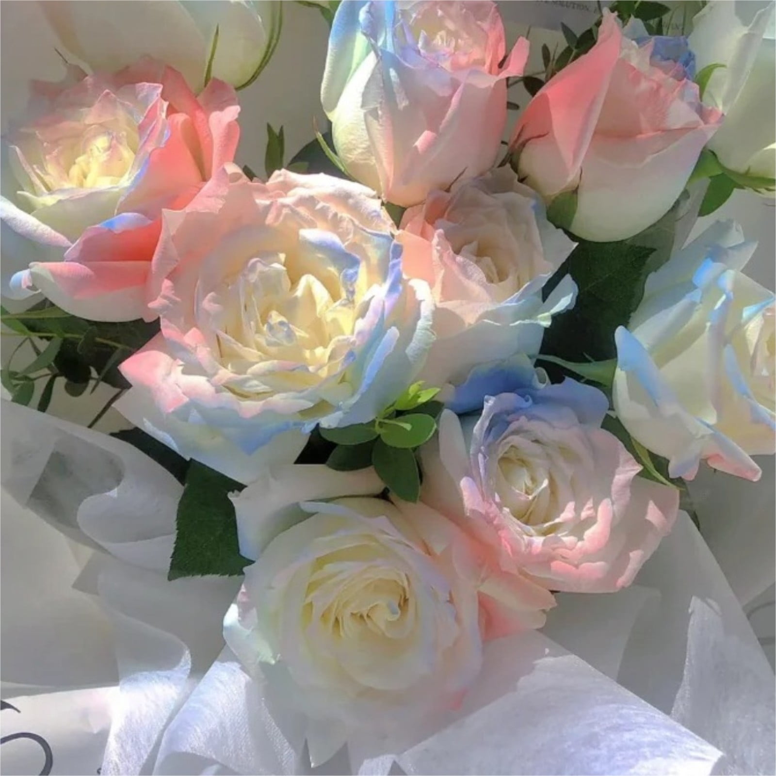 Rose For Planting Outdoors,Gorgeous,Surprise to Grow,Rose Plants Live ...