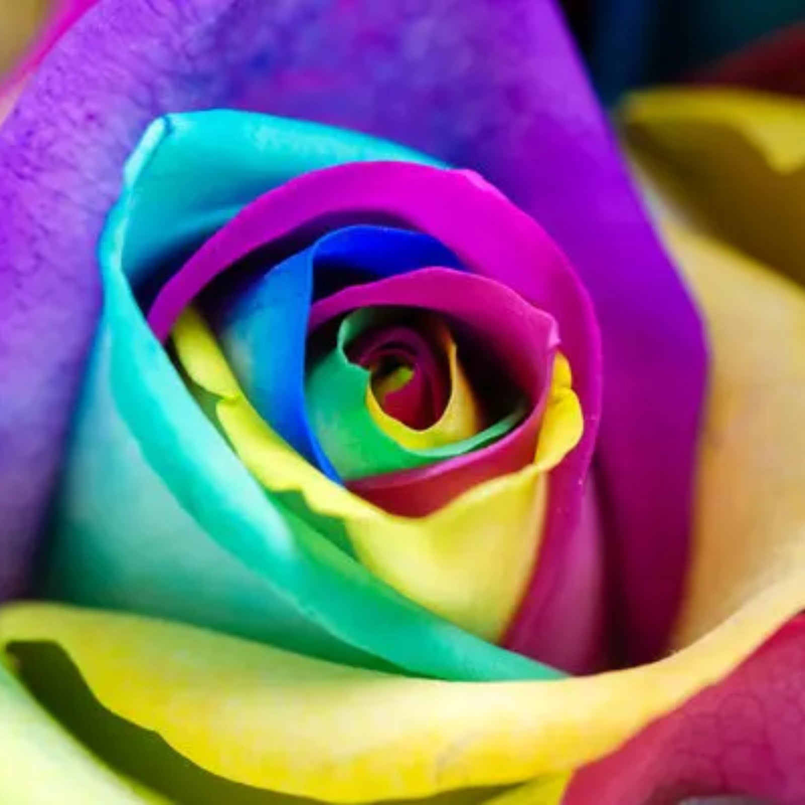 Rose For Planting Outdoors,Pots to Grow Fall or Spring Indoor or ...