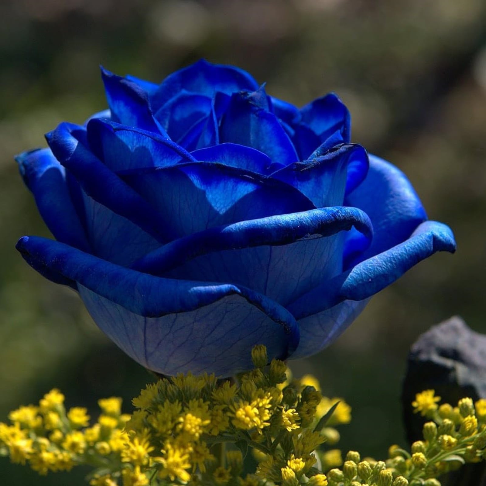 Rose For Planting Outdoors,Pots to Grow Indoor or Outdoor,Gorgeous ...