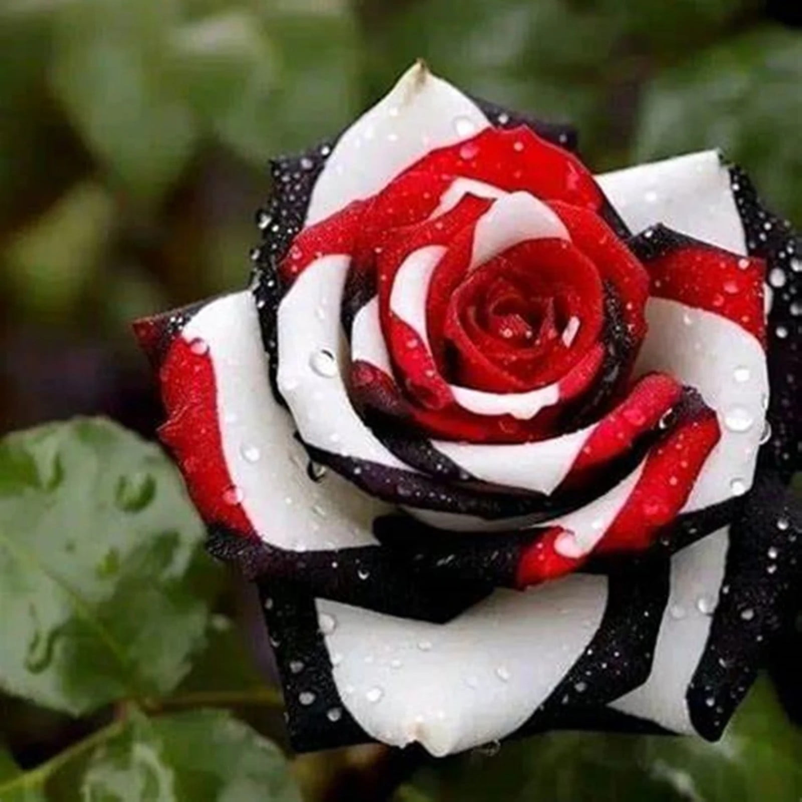 Rose For Planting Outdoors,Pots to Grow Indoor or Outdoor,Gorgeous ...