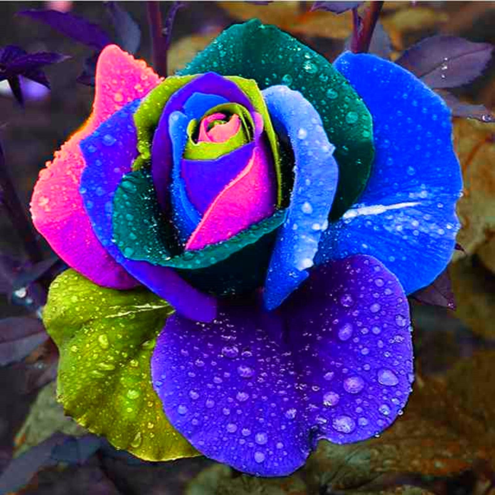 Rose For Planting Outdoors,Pots to Grow Indoor or Outdoor,Gorgeous ...