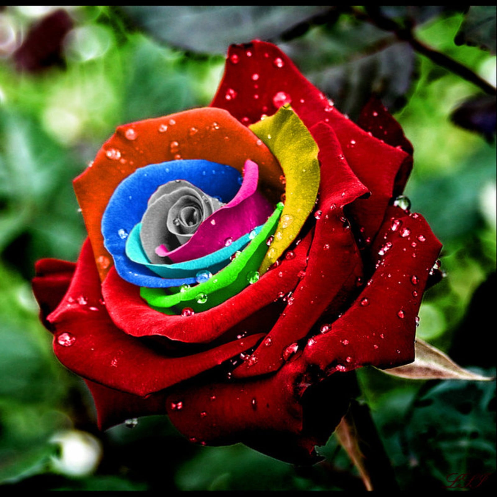 Rose For Planting Outdoors,Surprise to Grow,Rose Plants Live Gallon ...