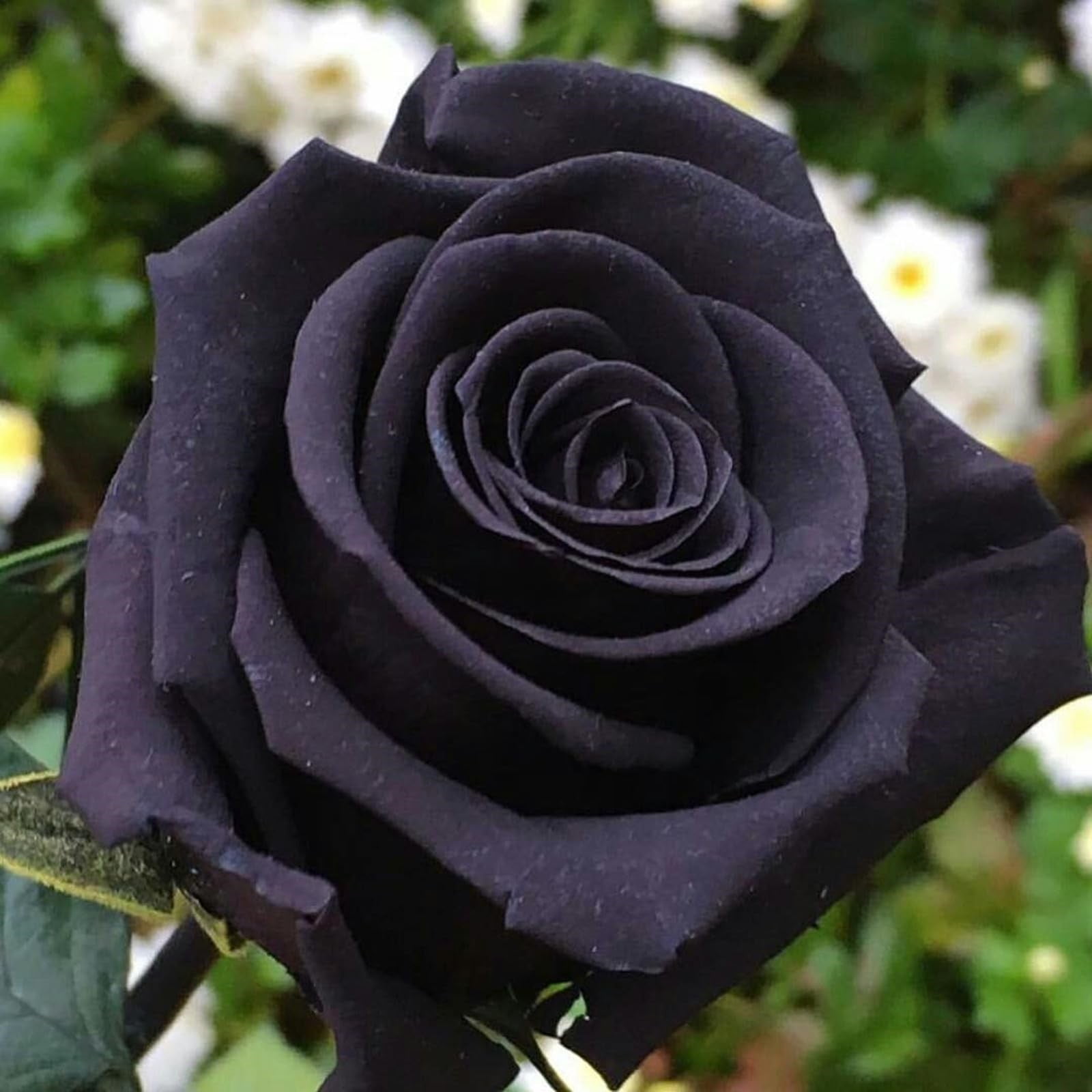 Rose For Planting Outdoors,Surprise to Grow,Rose Plants Live Gallon ...