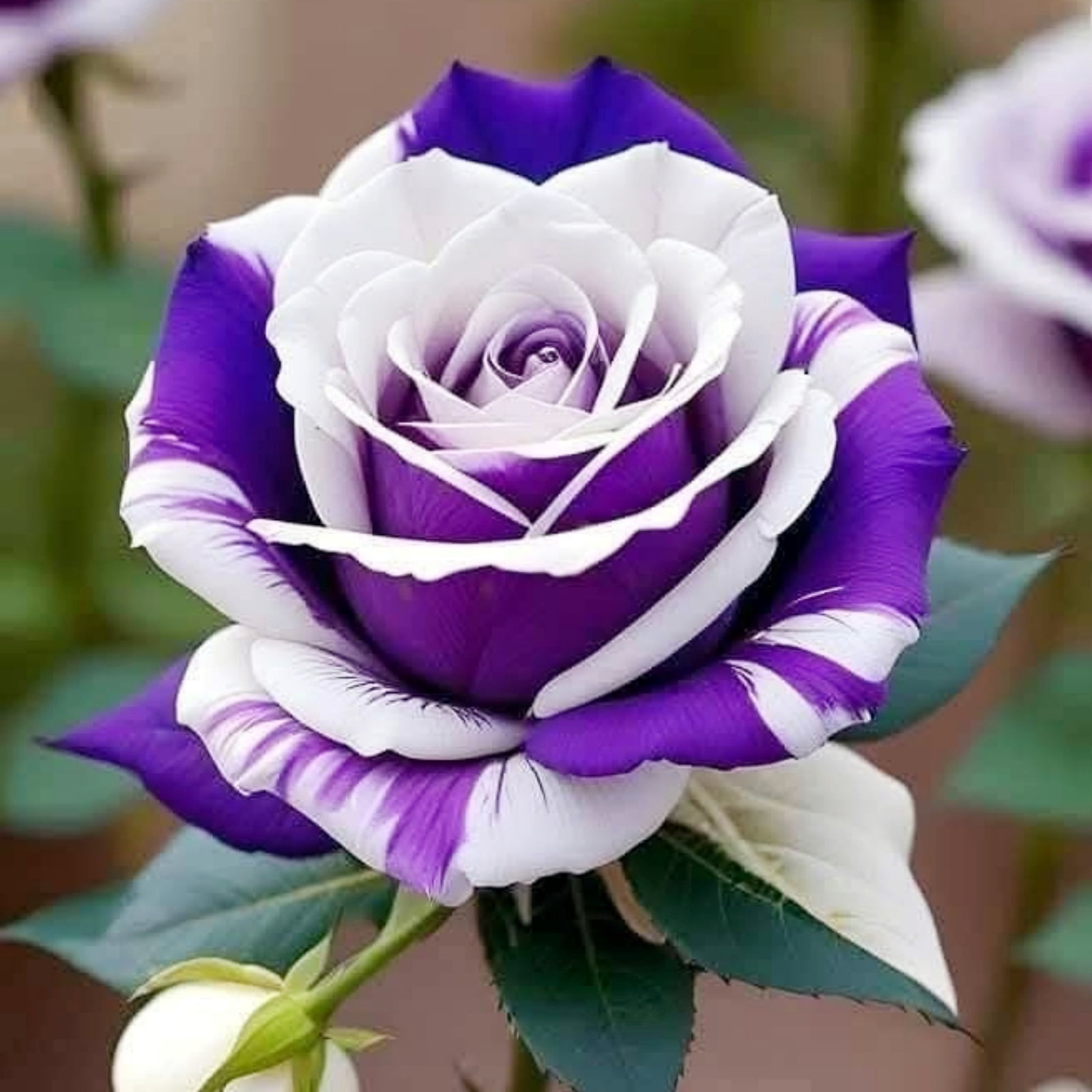 Rose For Planting - Suitable for Courtyard Gardening - Deer Resistant ...