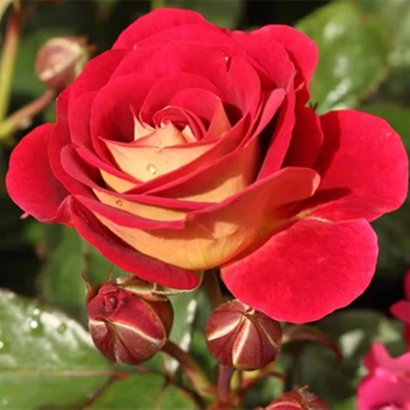 Rose For Sale, Perennial Flowers, Rare Plants Garden Bonsai, Mixed ...