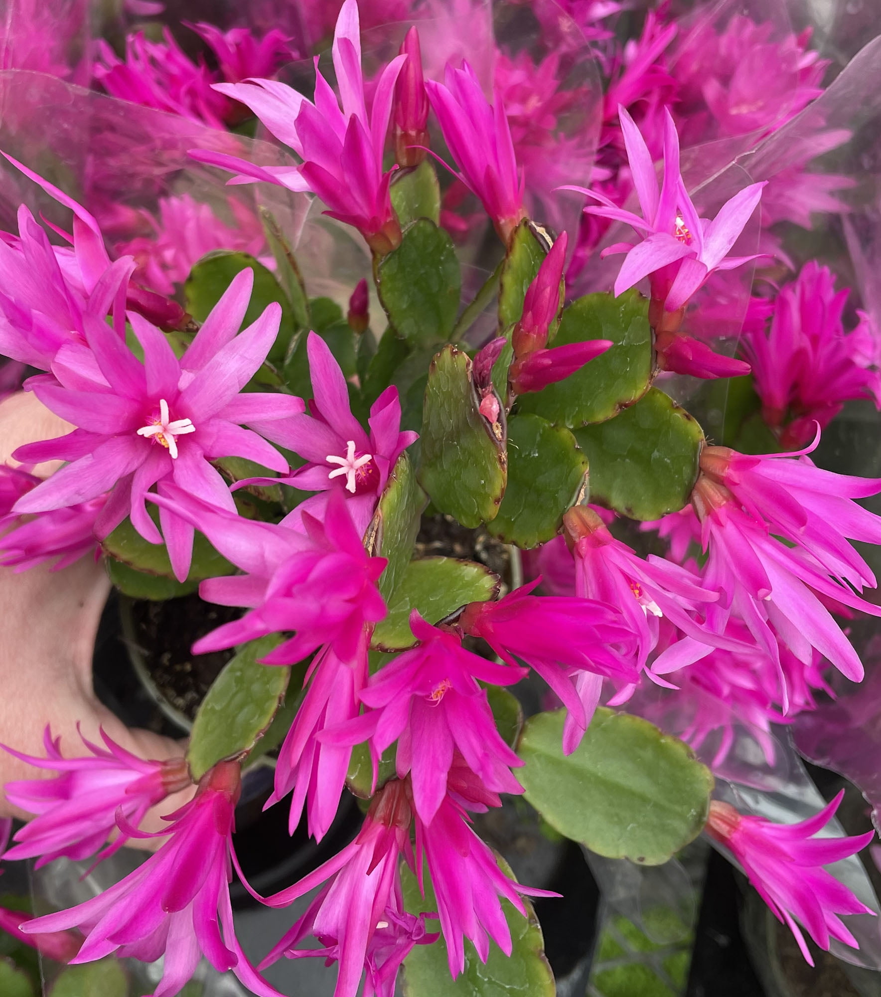Rose Fuchsia Easter Cactus Plant - Rhipsalidopsis - Live Flowers Inside ...