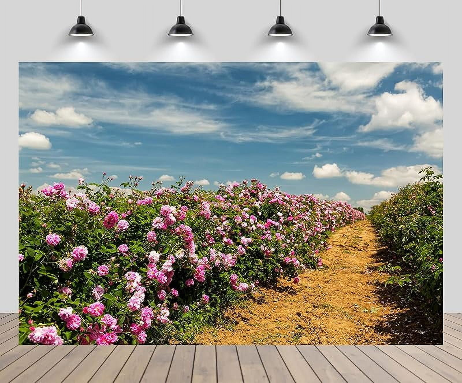 Rose Garden Backdrop Rose Valley Clouds Blue Sky Path Spring Scenery ...