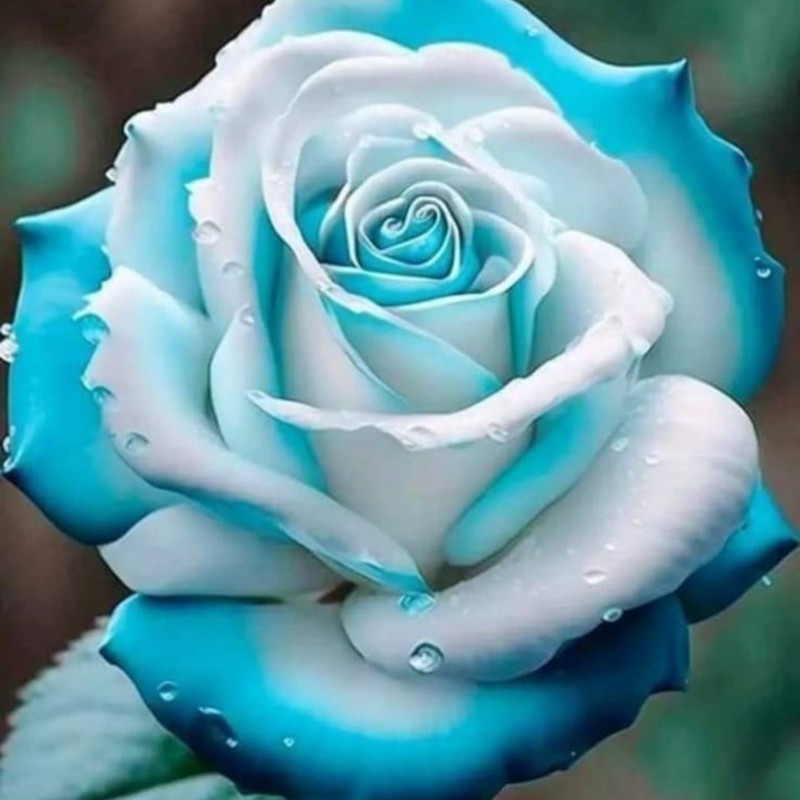 Rose - Garden Elegance Decoration - Perfect for Borders - Striking ...