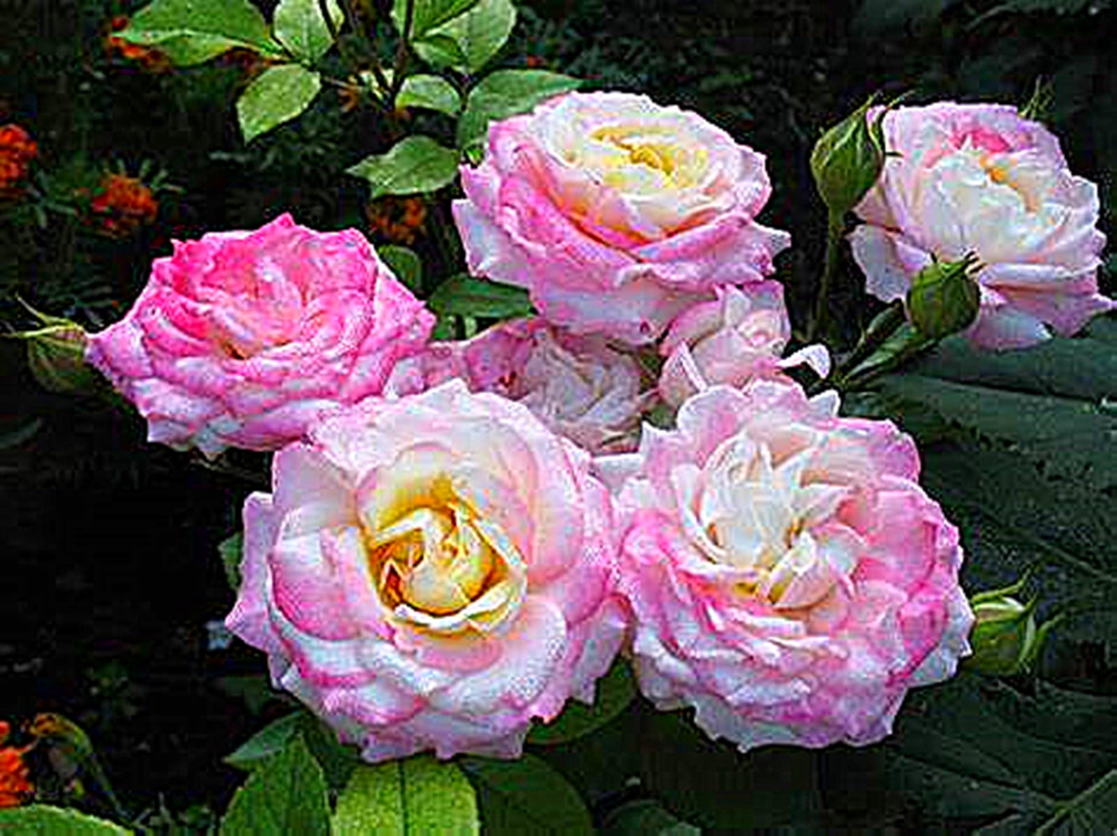 Rose , Garden ,Ornamental, Surprise to Grow Pots to Grow Fall or Spring ...
