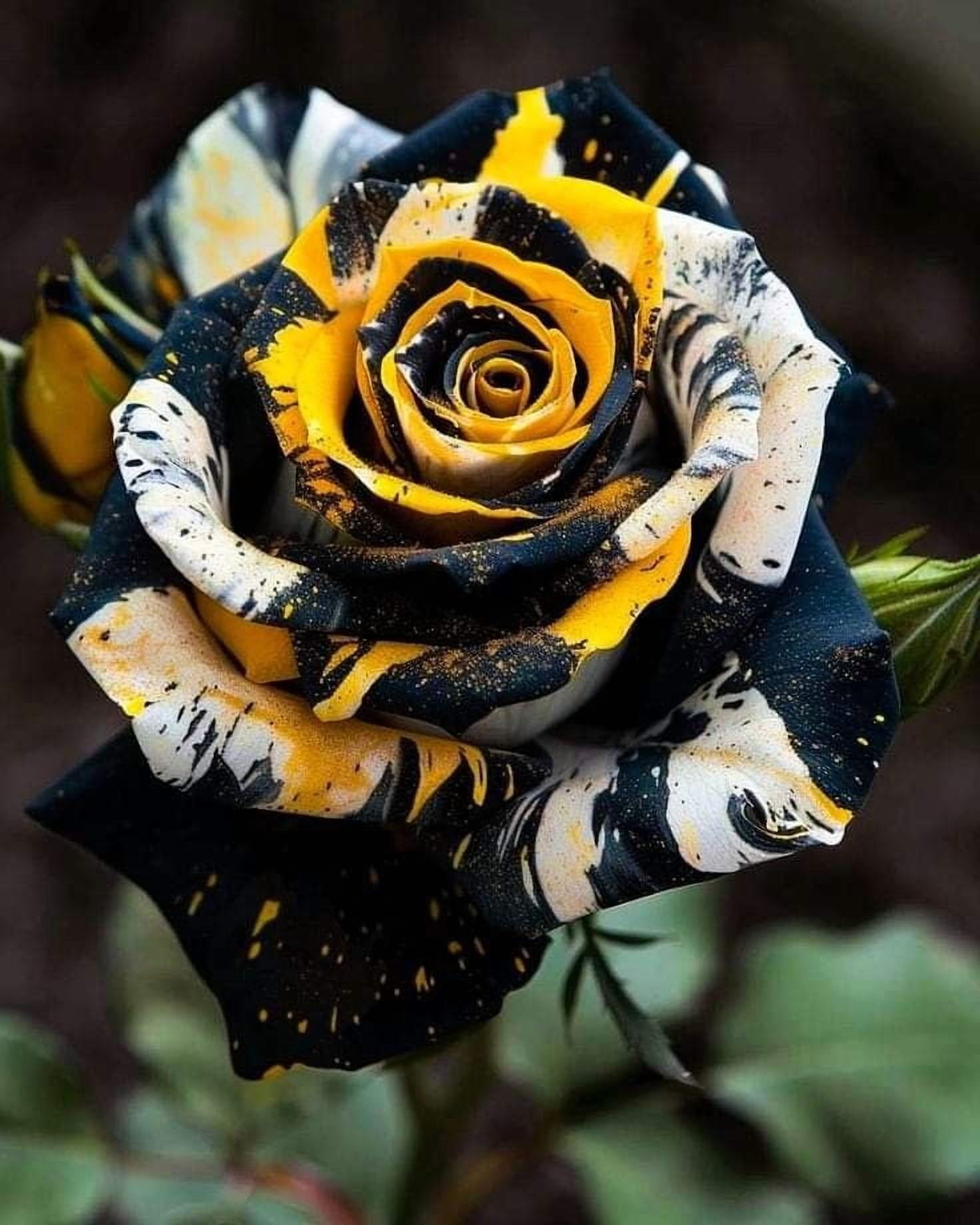 Rose-Garden Ornaments(Rose) Exquisite Ornamental Blooms Fast Growing ...