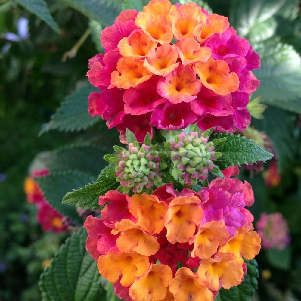 Rose Lantana Tree, Lantana Plants Live 4-9 Inches Tall, Shrub Plant for ...