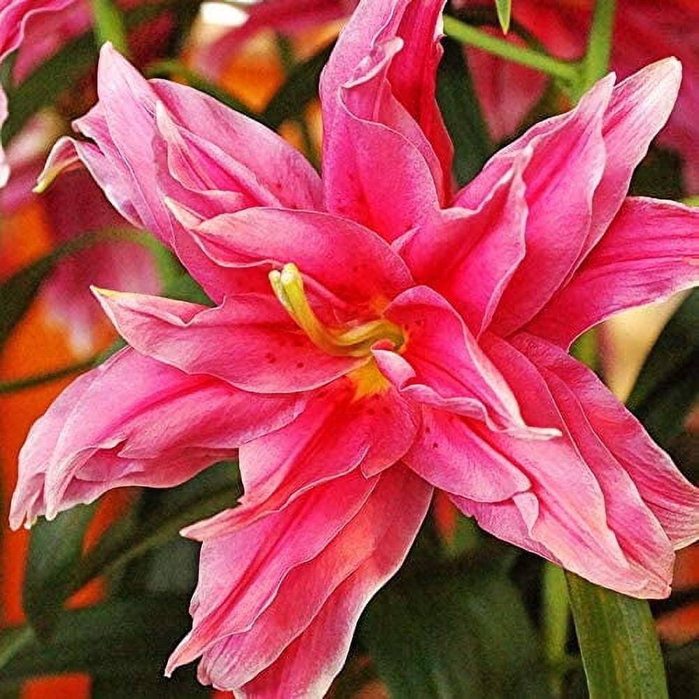 Rose Lily Elena Double Oriental Lilies Flower Bulbs - 3 Lily Bulbs per Pack - Pleasantly Scented ...