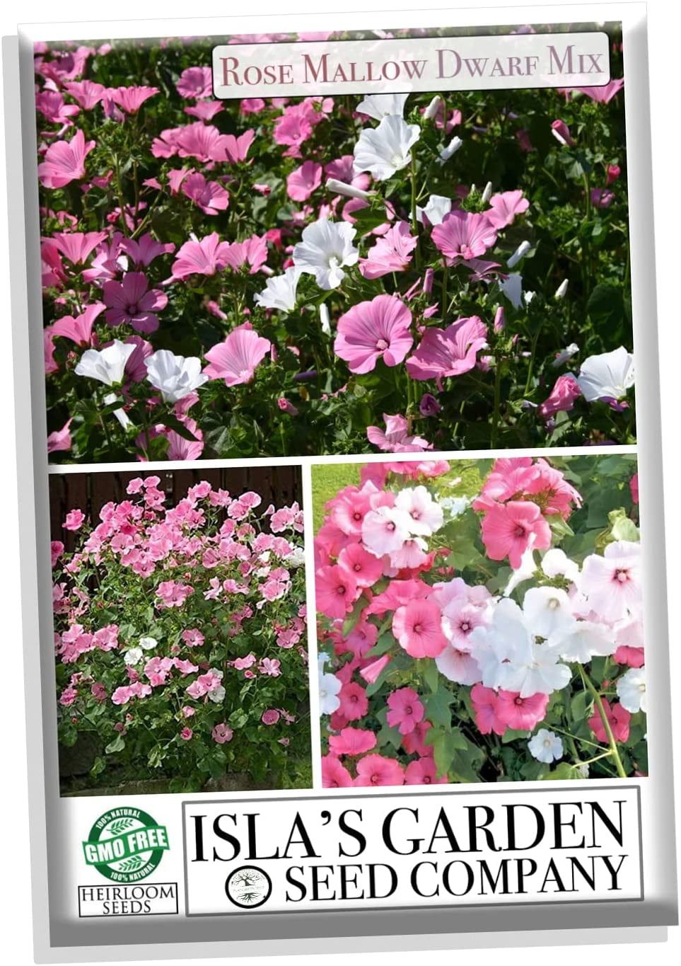 Rose Mallow Dwarf Mix Colored Flower Seeds, 100 Seeds Per Packet ...