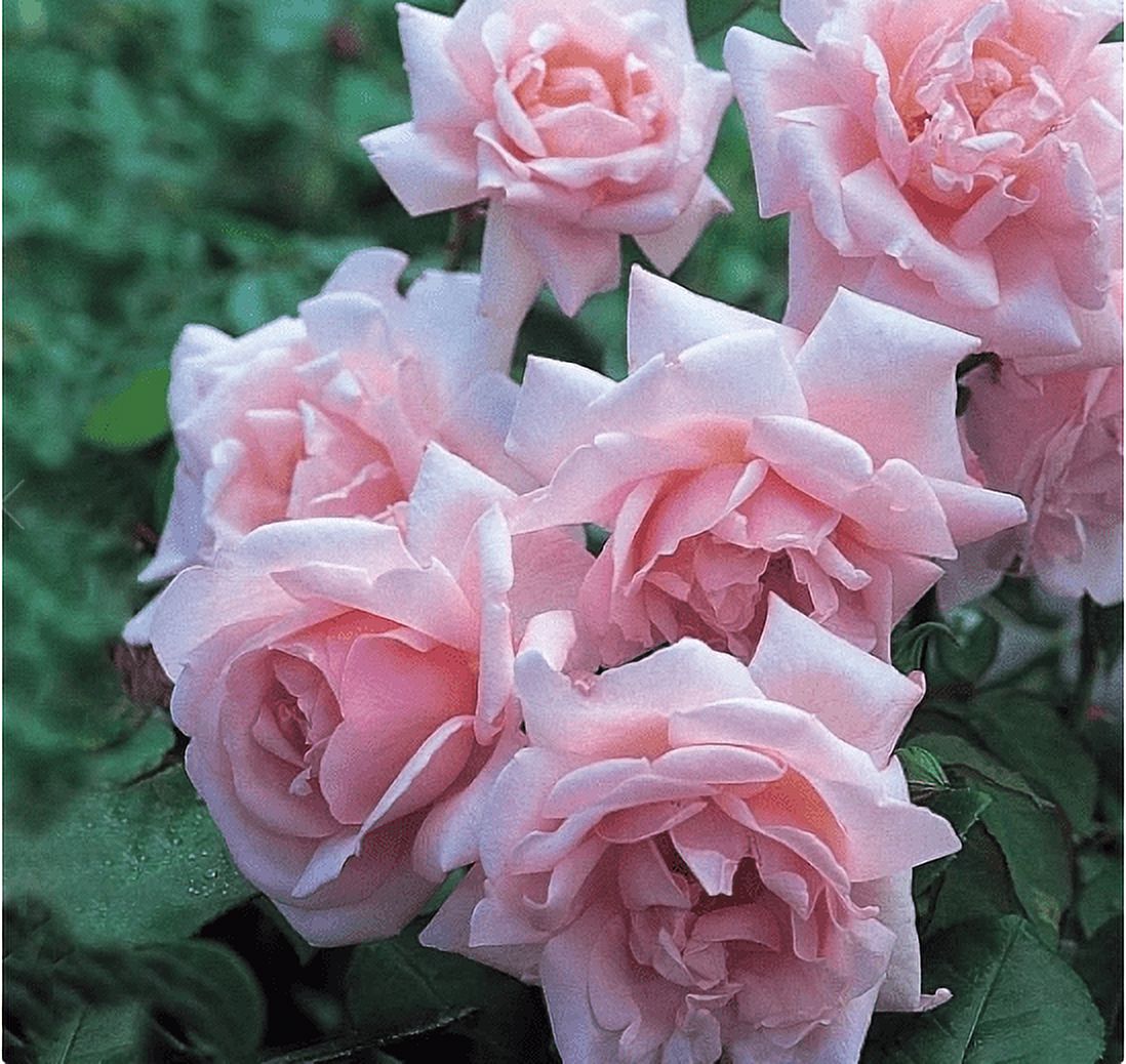 Rose New Dawn (Tripod) - 5 Gallon - Walmart.com