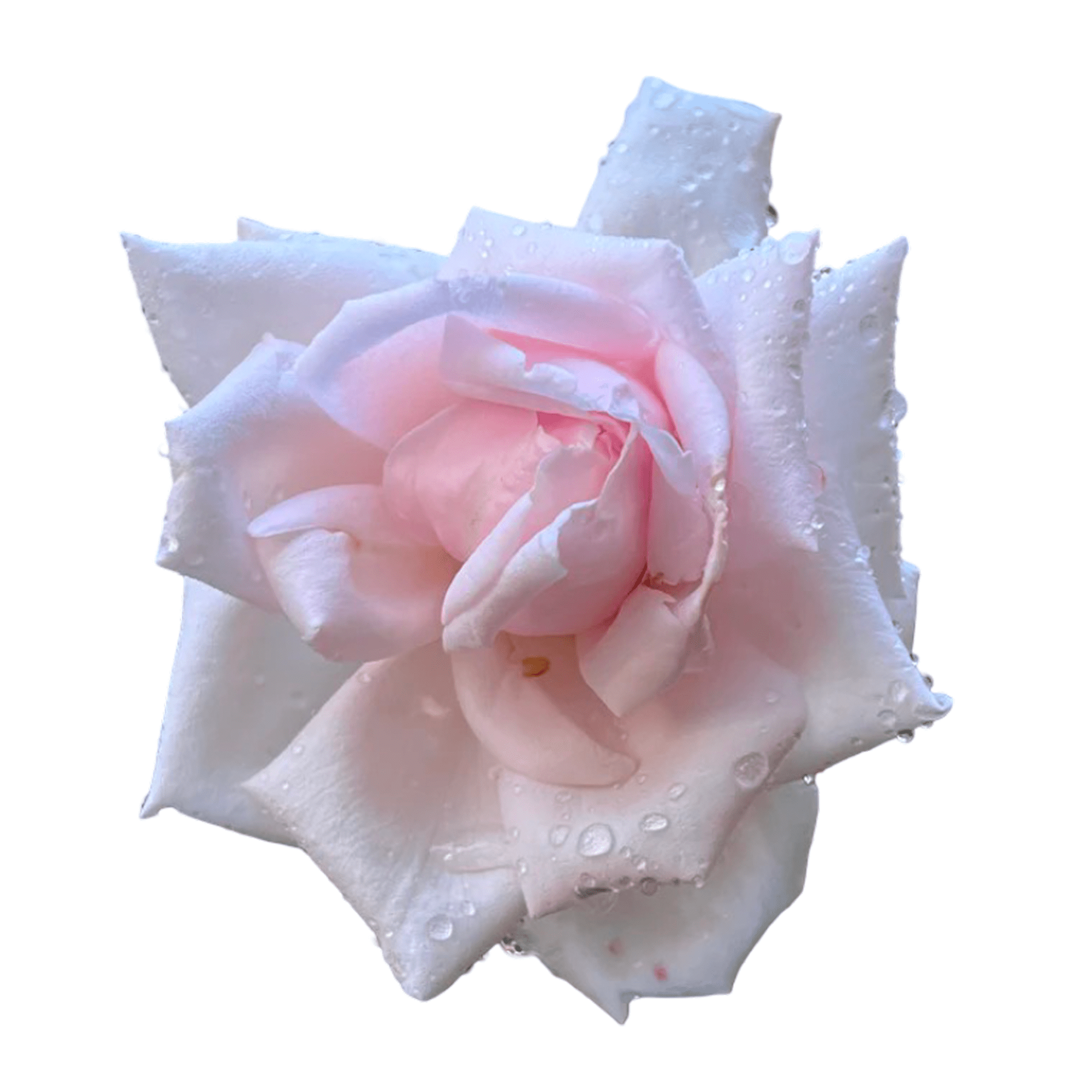 Rose New Dawn (Tripod) – Live Climbing Rose Shrub with Soft Pink Blooms ...