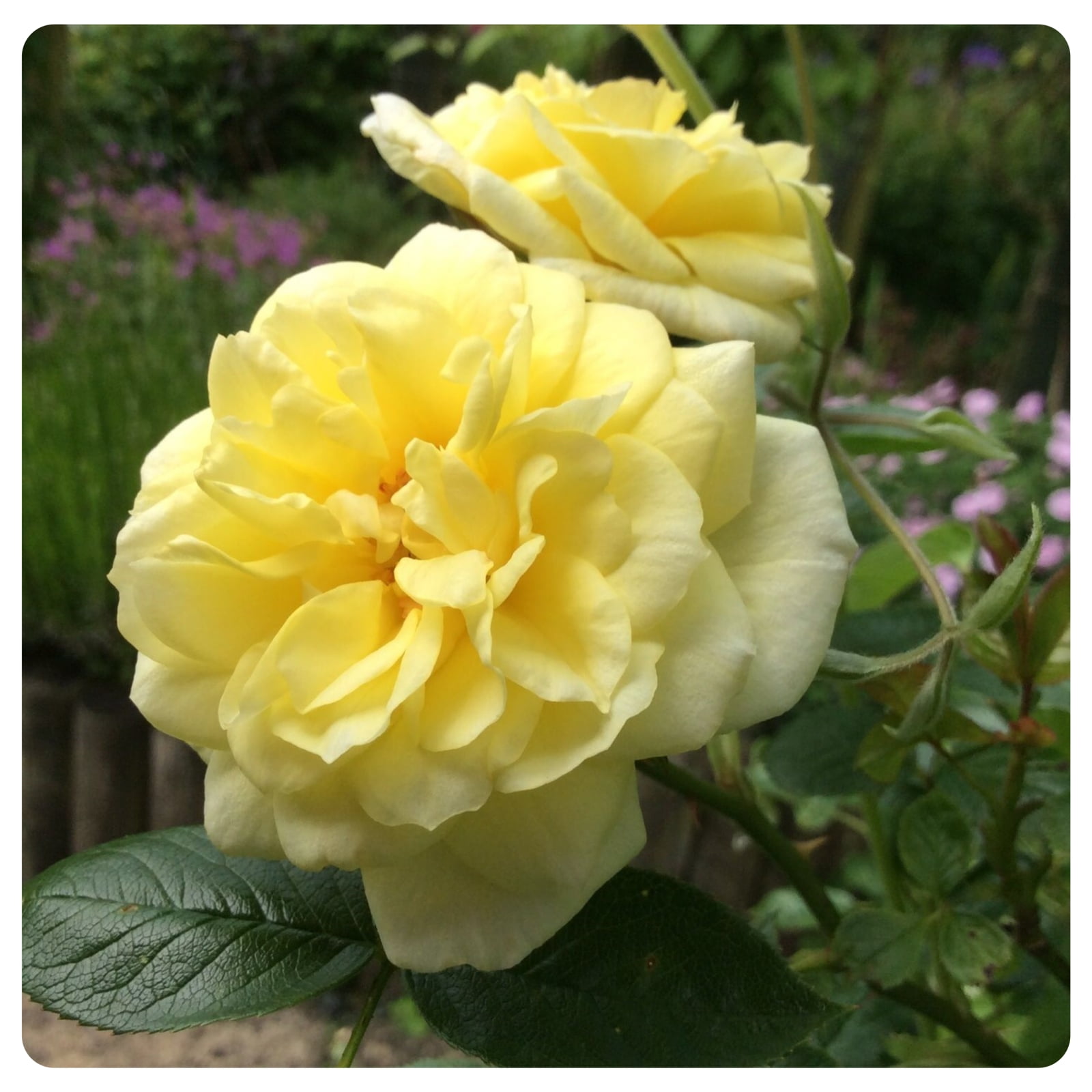 Rose ,Ornamental ,Perennial,Gorgeous,Rose For Sale,Surprise to Grow ...