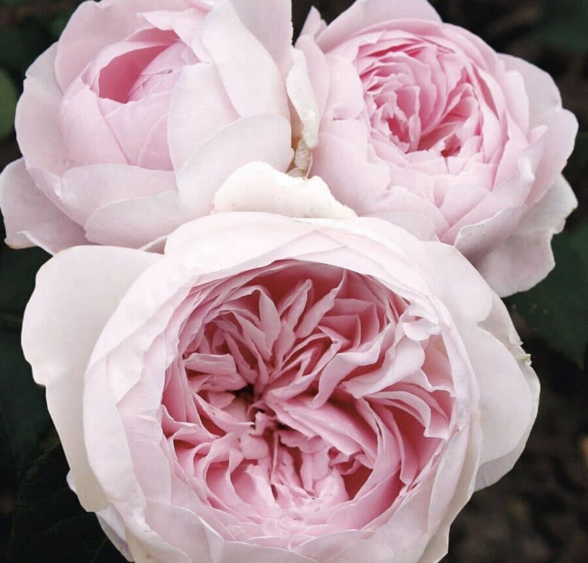 Rose Parfuma Earth Angle bush live plant with flower buds or blooming ...