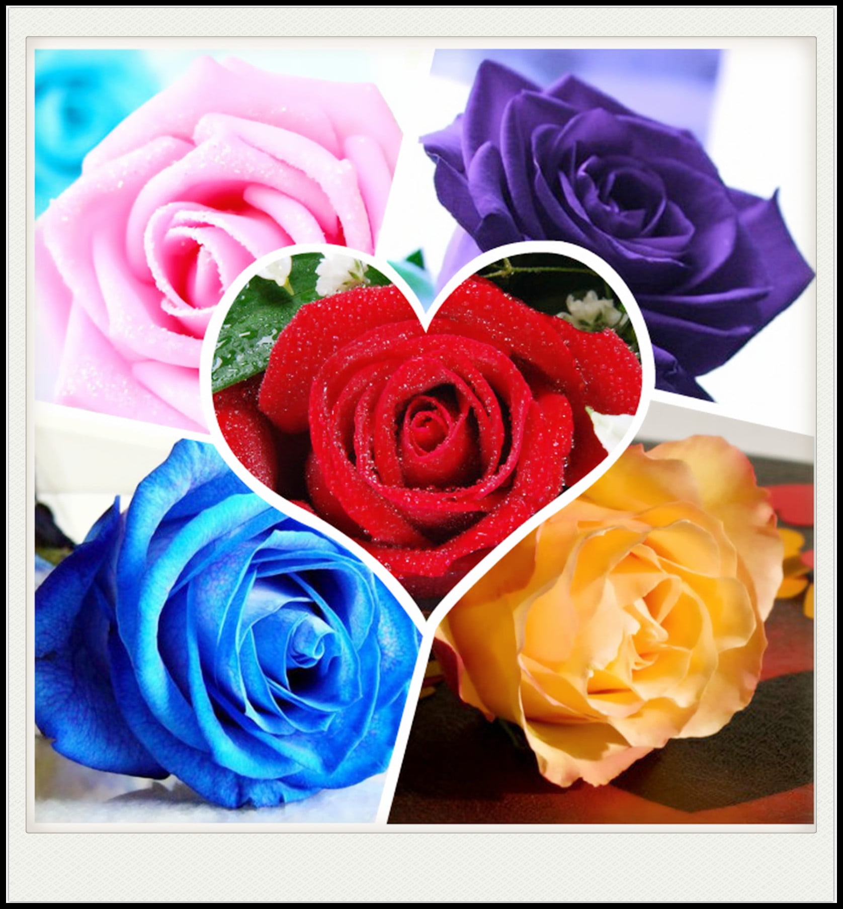 Rose, Perennial, Professional Planting, For sale, Pots to Grow, Indoors ...