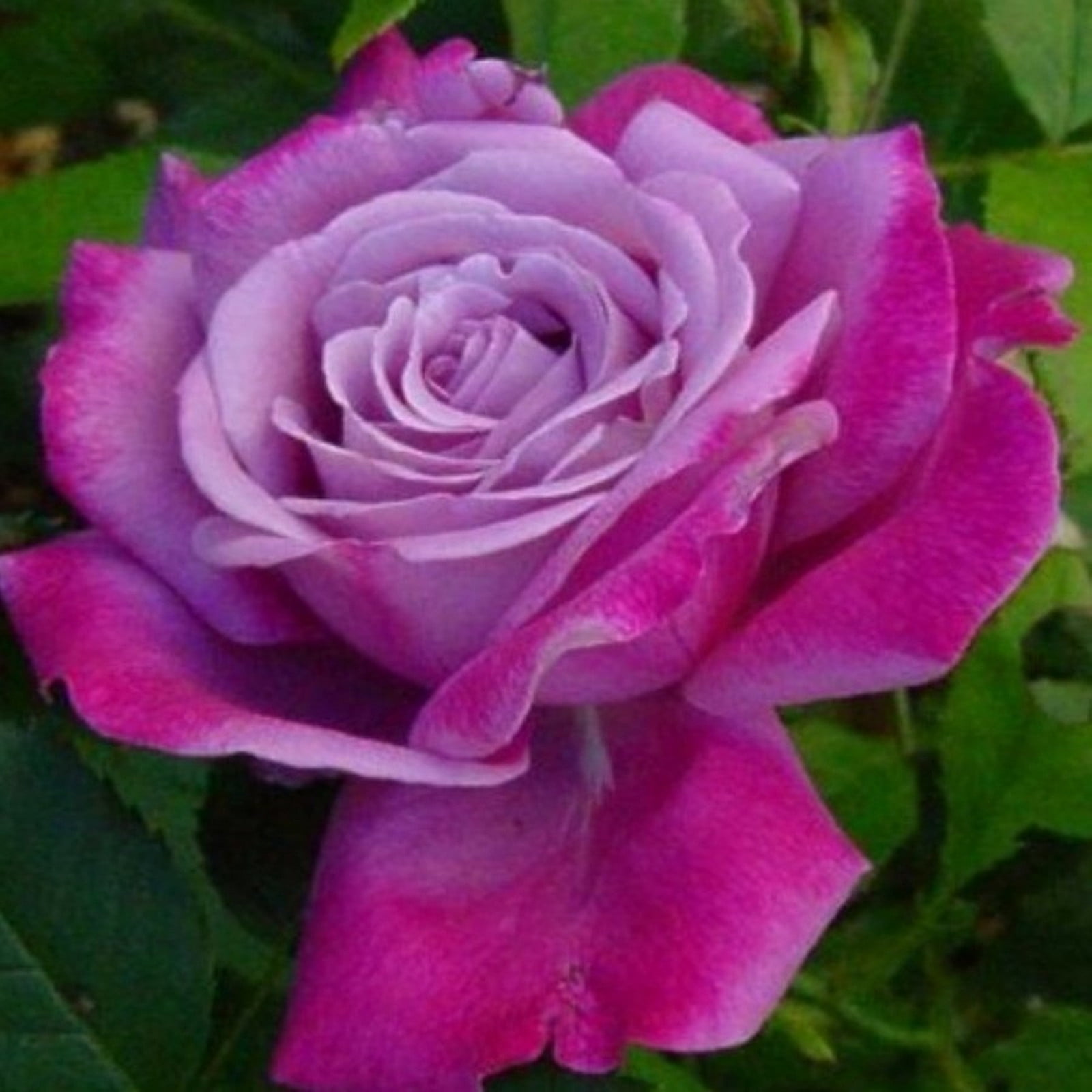 Rose, Perennial, Professional Planting, For sale, Pots to Grow, Indoors ...
