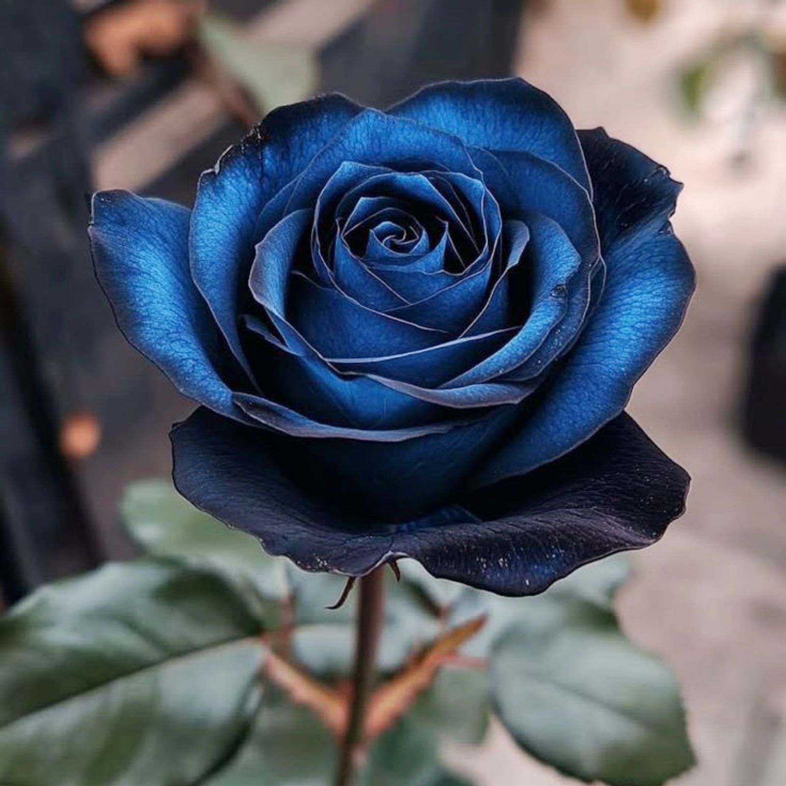 Rose - Perfect for Borders - Stylish Potted Masterpieces, Striking ...