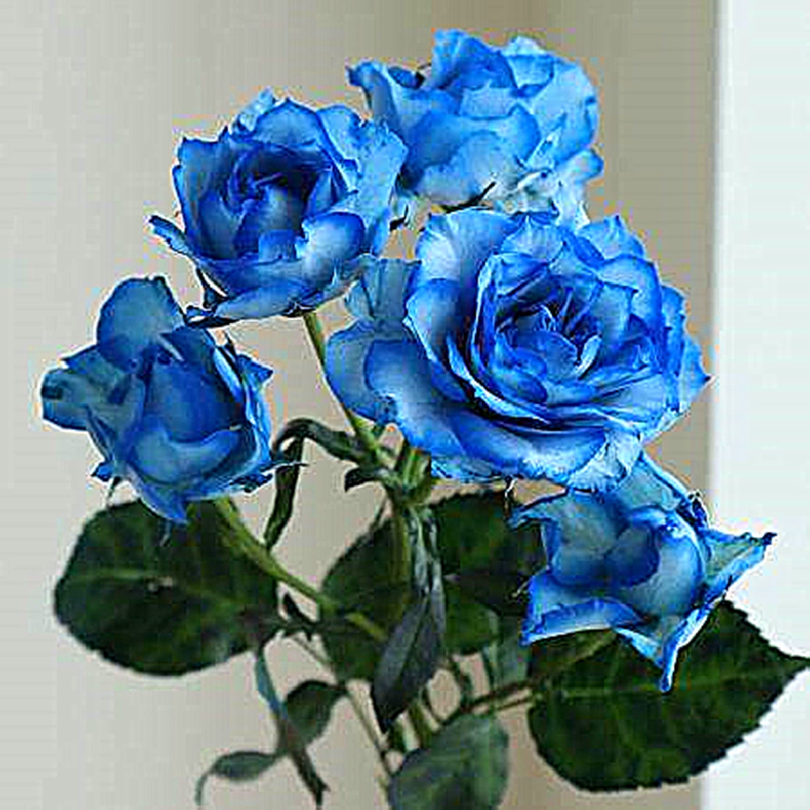 Rose Picotee Healthy ,Ornamental ,Perennial,Gorgeous,Rose For Sale ...