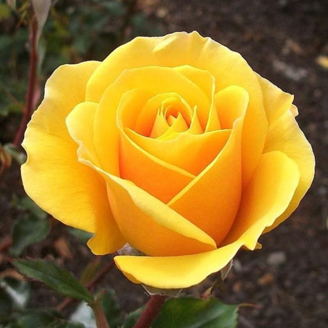 Rose Plant Live, Fragrant Rose Bush Well Rooted, 6-10 Inch Tall ...