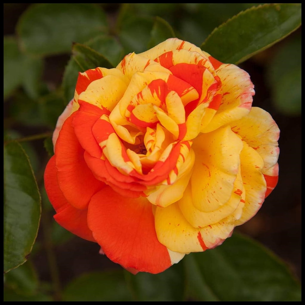 Rose Plant /Professional Planting for Stunning Garden Displays/ Simple ...