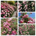 Rose Planting-Ornamental-Premium Garden Stakes-For Your Garden-Home ...