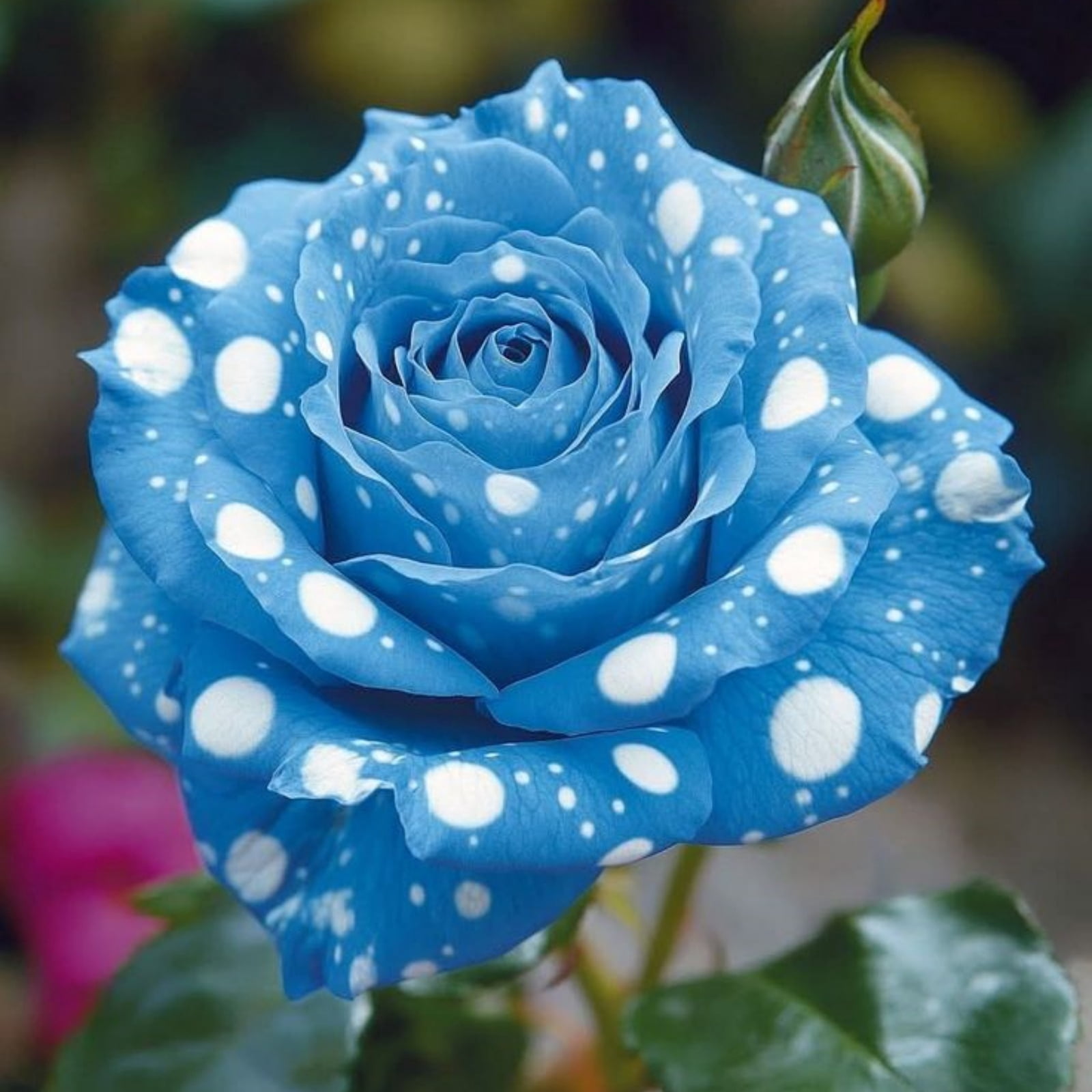 Rose Planting-Ornamental-Premium Garden Stakes-Home Decoration ...