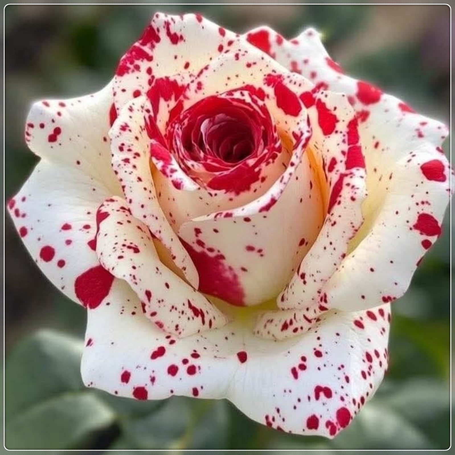 【Rose】Rhizome/Bulb/Root Ready for Planting Now，Long Lasting Blooms，Home ...