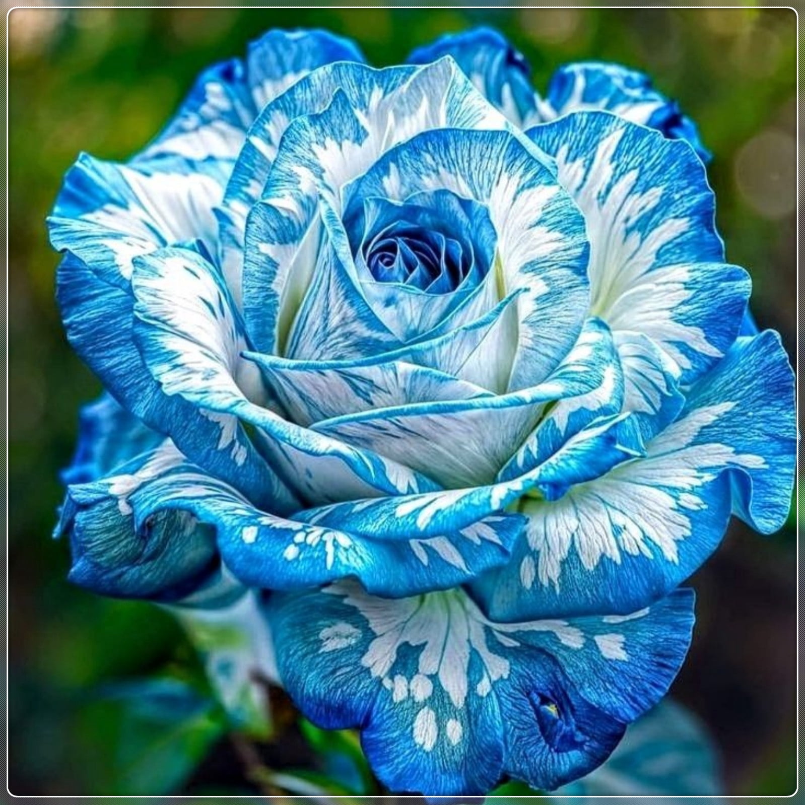 【Rose】Rhizome/Bulb/Root Suitable for planting，Bare Root Plant，Home ...