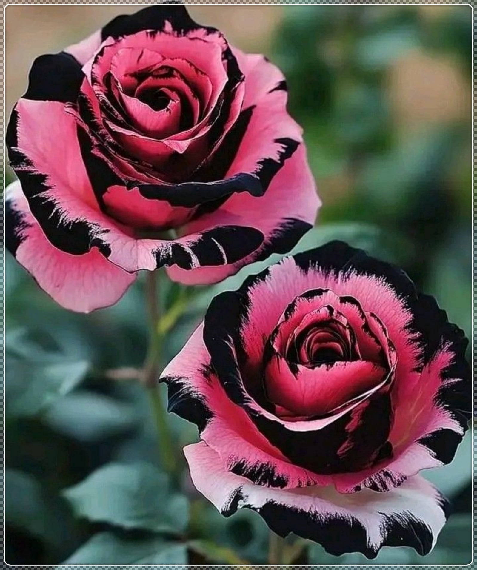 【Rose】Rhizome/Bulb/Root Suitable for planting，Bare Root Plant，Home ...