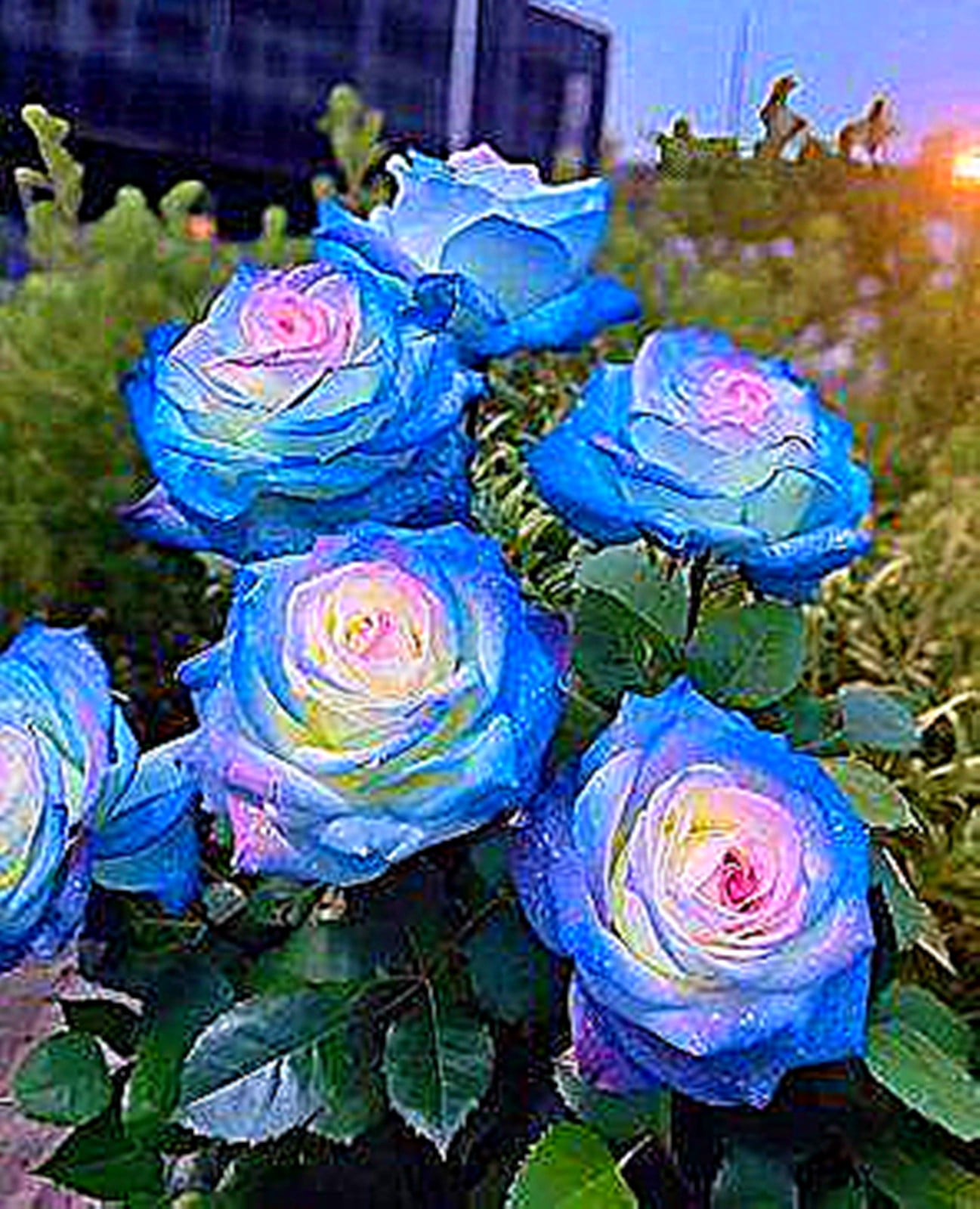 Rose , Roses,Potted , Garden ,Ornamental, Surprise to Grow Pots to Grow ...