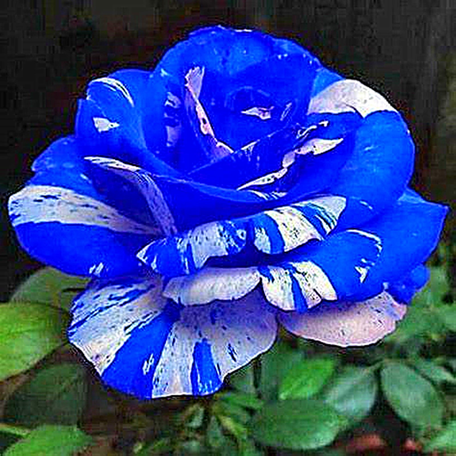 Rose , Roses,Potted , Garden ,Ornamental, Surprise to Grow Pots to Grow ...