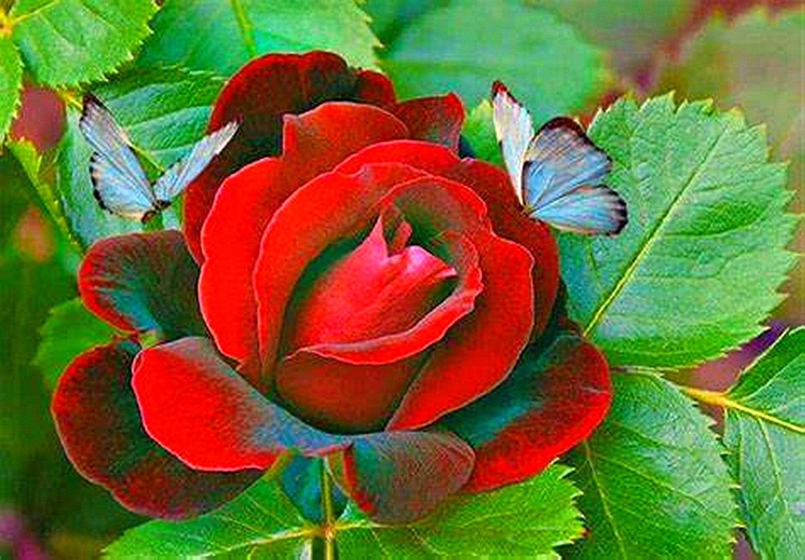 Rose , Roses,Potted , Garden ,Ornamental, Surprise to Grow Pots to Grow ...