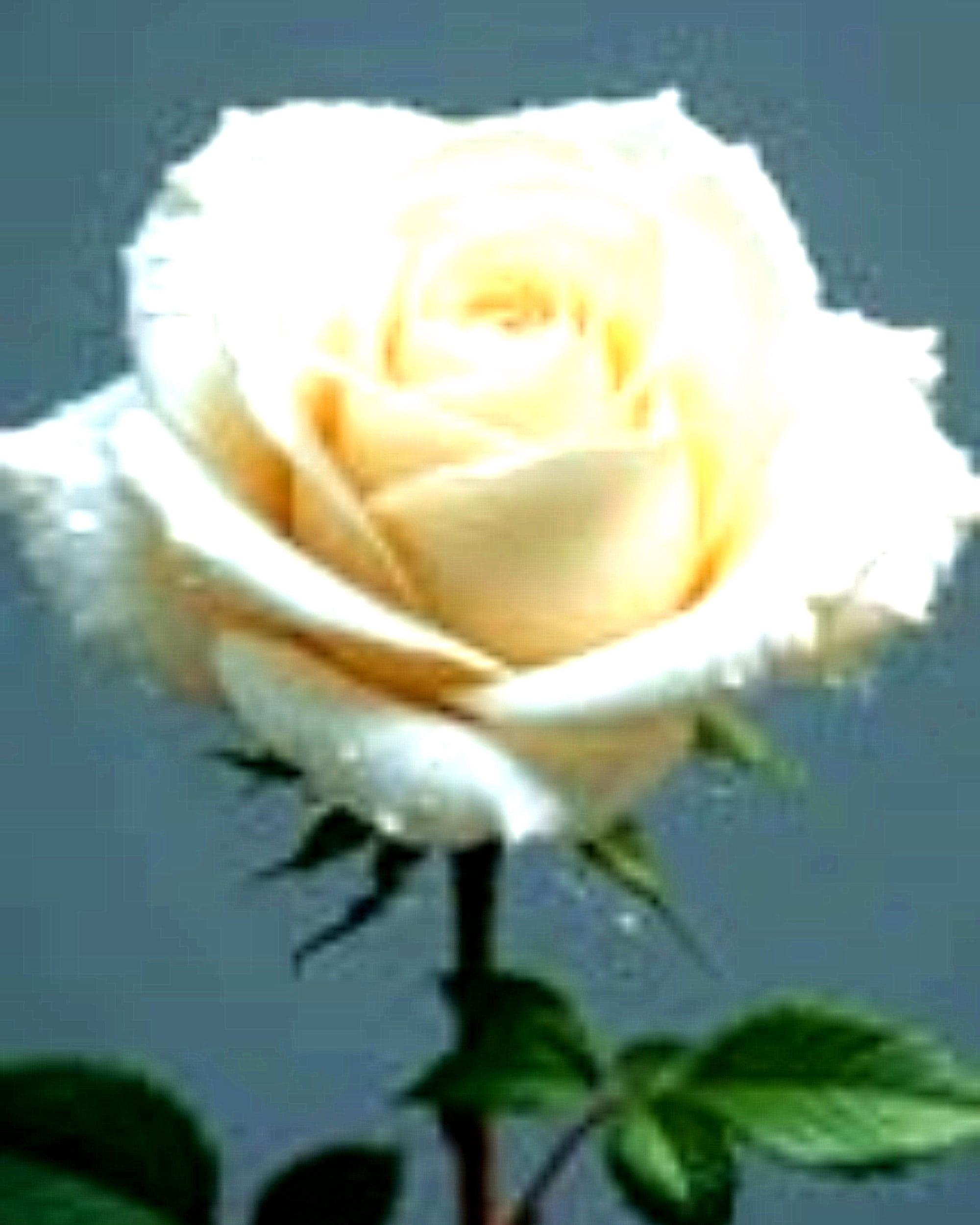 Rose Shrub – Perfect for Borders, Pathways, and Yards - Walmart.com