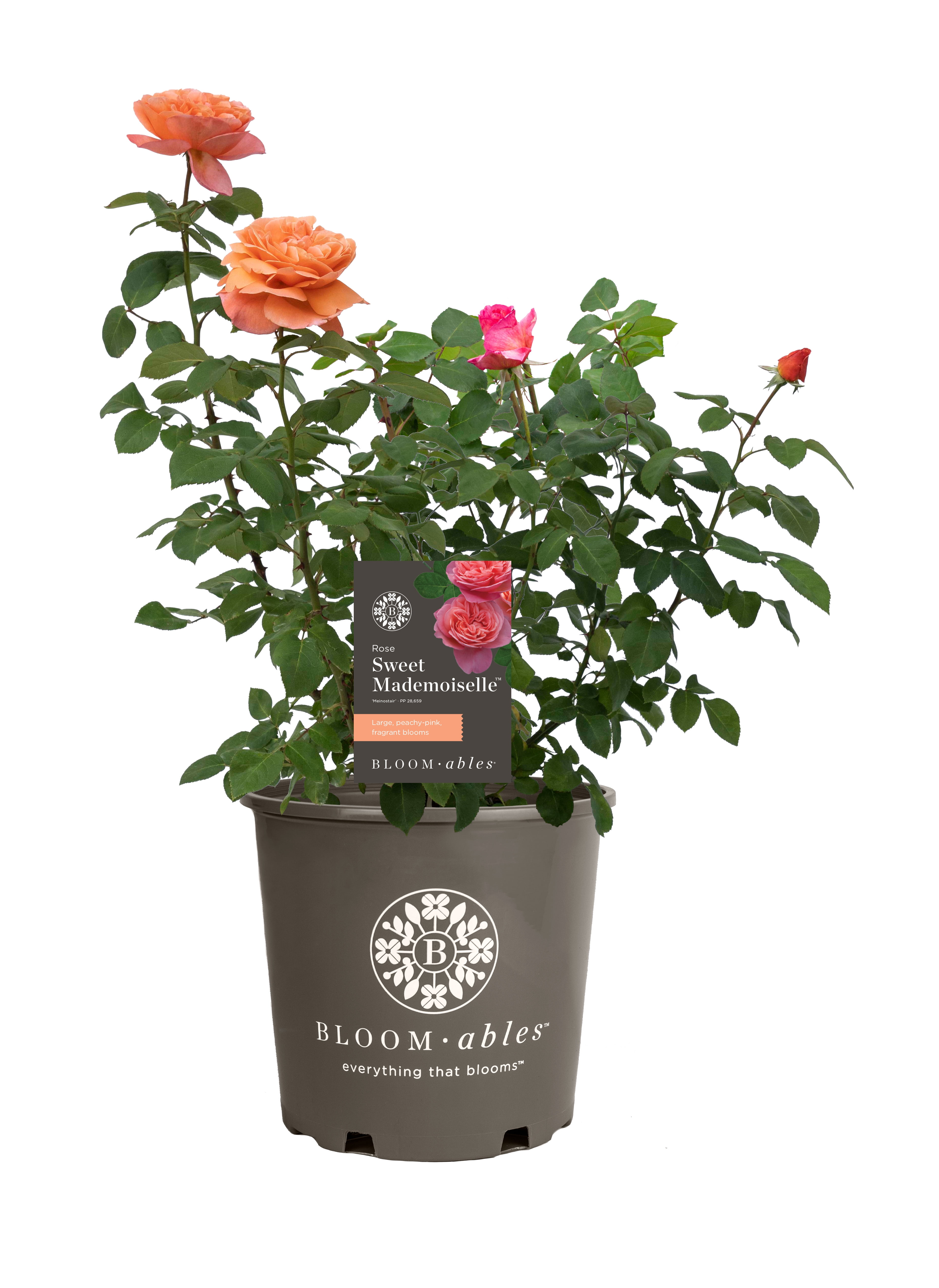 Rose Sweet Mademoiselle Peach; Full Sun; Fragrant - Walmart.com