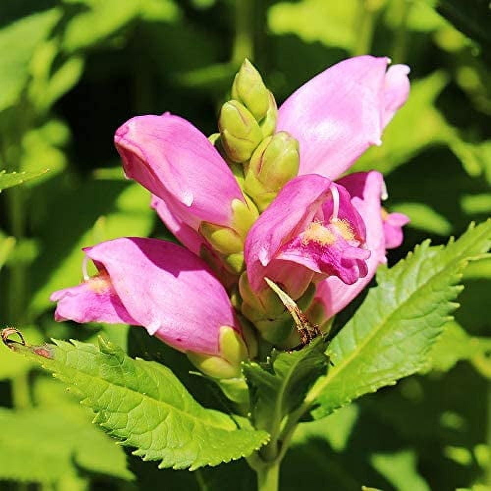 Rose Turtlehead Flower Root - Naturalizing - Perennializing - Easy to ...