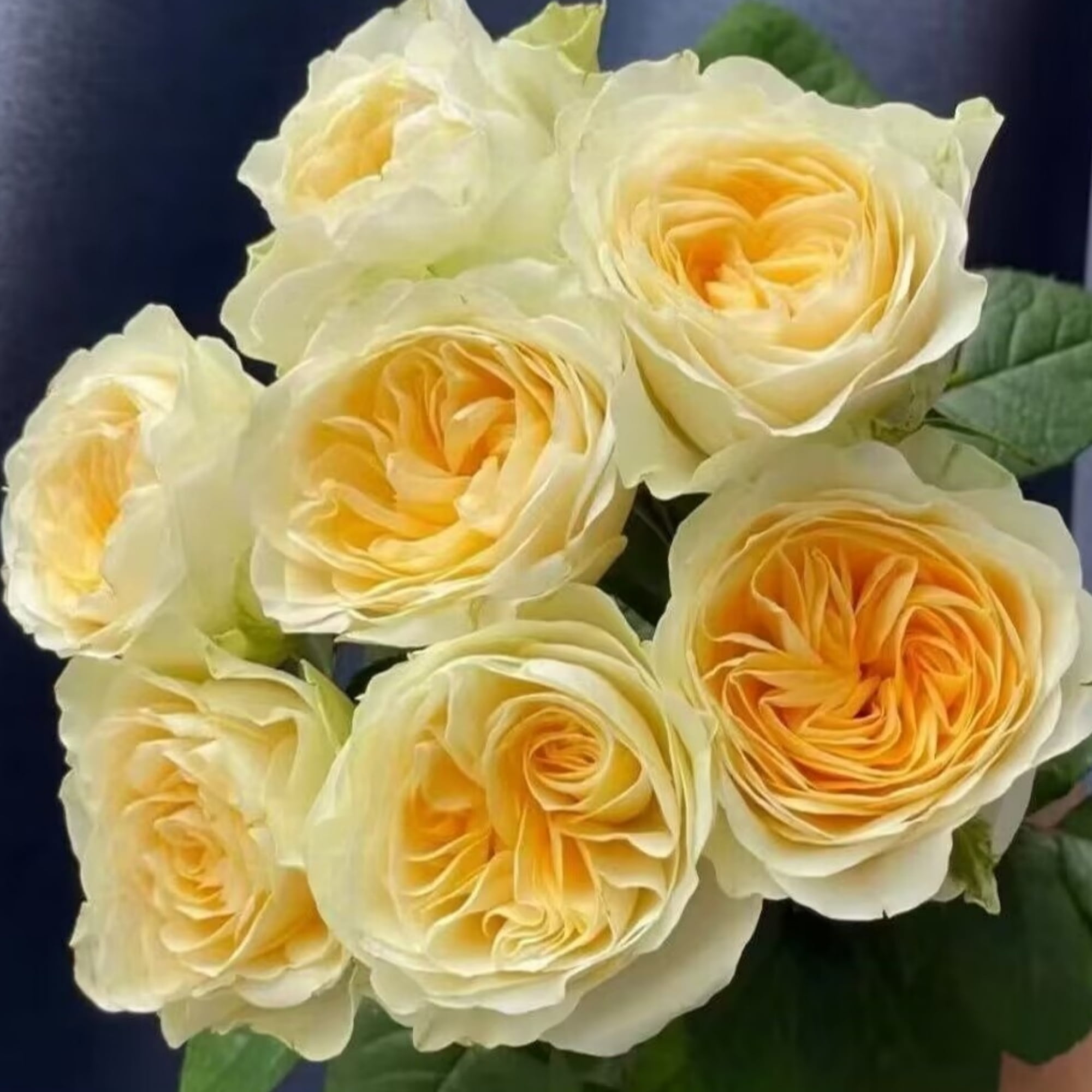 Rose flower matching models - years of appreciation, adding charm to ...