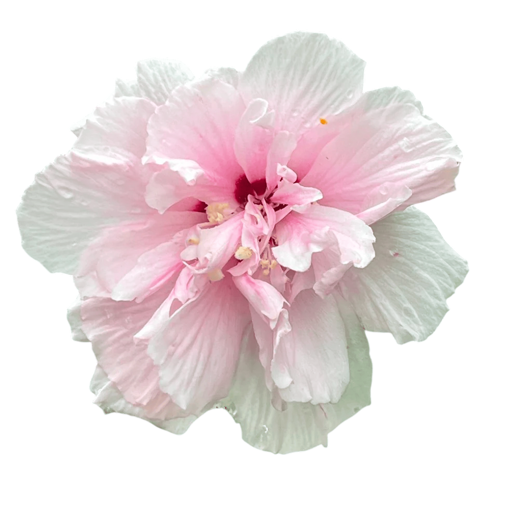 Rose of Sharon Double Pink Lady Stanley Live Tree – 2 Gallon - Walmart.com