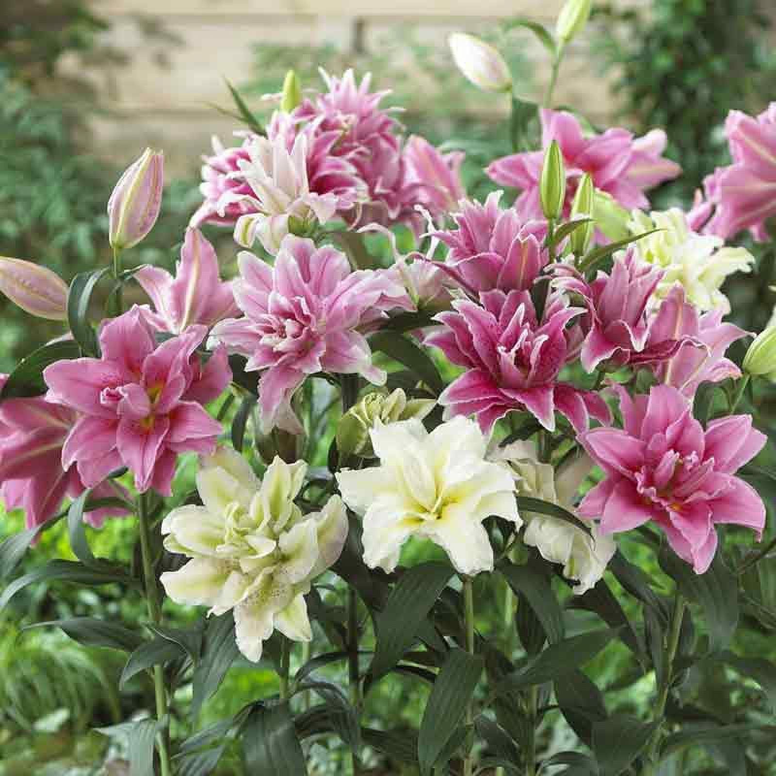 Roselily Bulbs - Pollen Free Mix - 3 Bulbs - Pink Flower Bulbs, Bulb ...