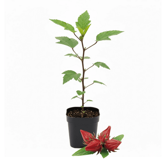 Roselle Hibiscus Plant, 6 - 8 Inches Tall, Hibiscus Sabdariffa Live ...